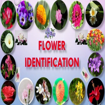 Flower Identification for Preschoolers.pdf | Daycare and Pre-School ...