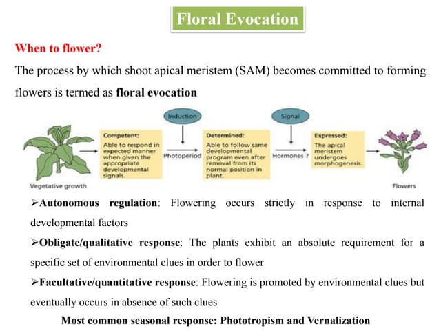 Abc model of flower development | PPTX