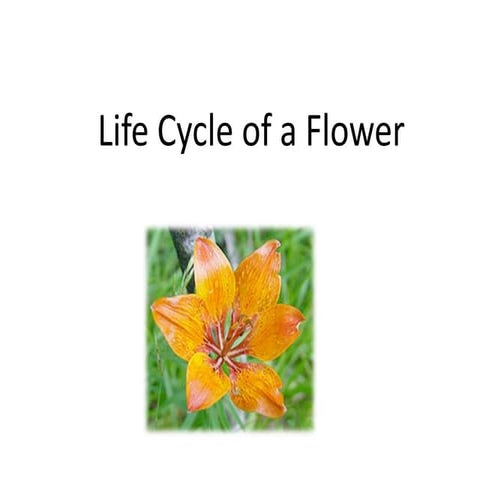 Lily Life Cycle