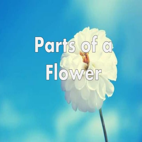 Parts of a Flower | PPTX