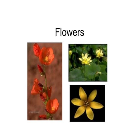 Flowers | PPT