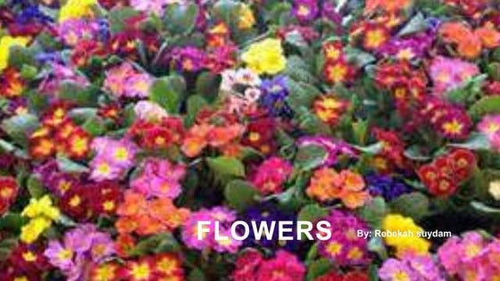 Flowers PPT by Aditya Sharma | PPT