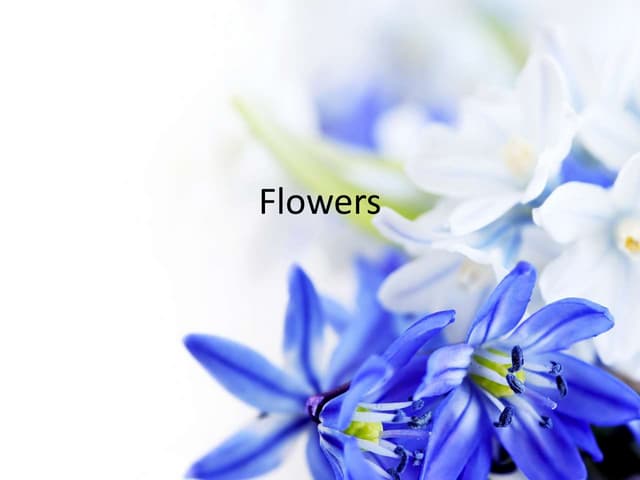 Floral formula and floral diagram | PPTX