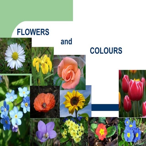 Flowers | PPT
