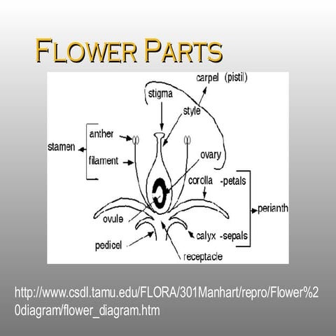Flowers And Fruit | PPT