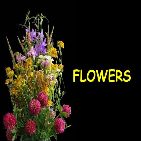 Flowers | PPS