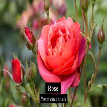 Ornamental Plants slide presentation.pptx