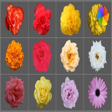 Flower images. | PDF