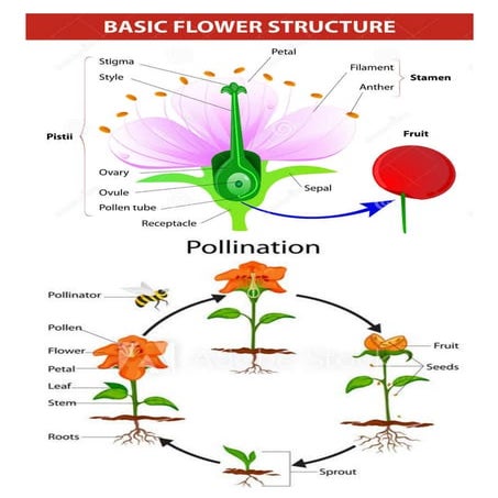 Flower structure | PDF