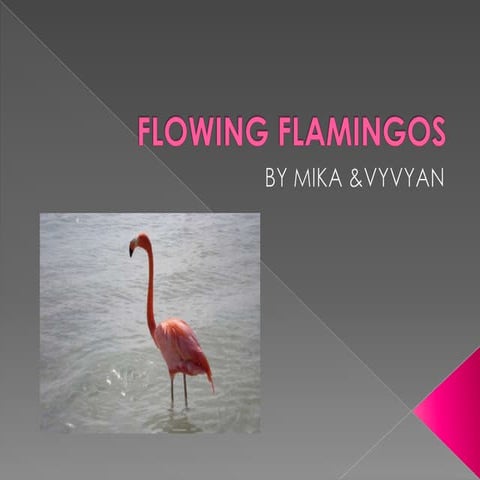 Flowing flamingos by mika & vyvyan | PPT