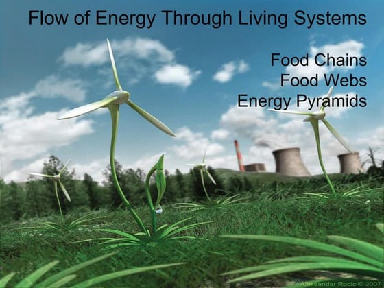 Trophic levels energy and pyramids | PPT