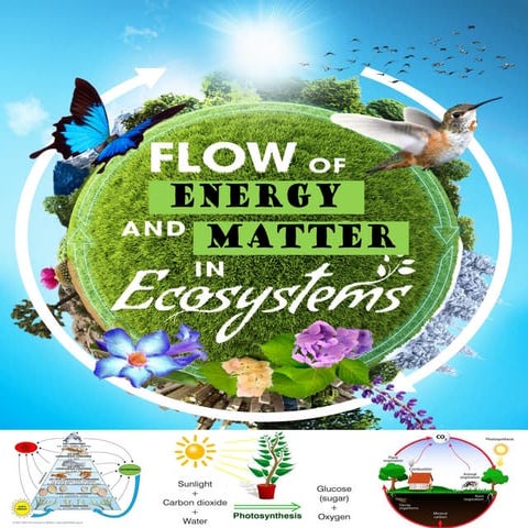 Flow of energy and matter in ecosystems | PDF