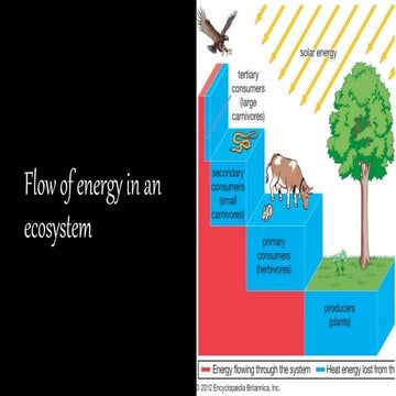 Flow of energy in an ecosystem.pptx