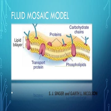 Fluid Mosaic Model A Schematic Presentation Of The Modified Fluid