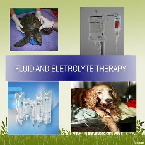 Fluid therapy in animal (veterinary).pptx