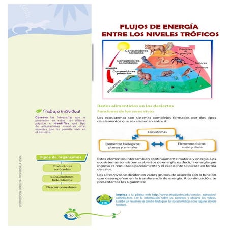Flujos de energía entre los niveles tróficos | PDF