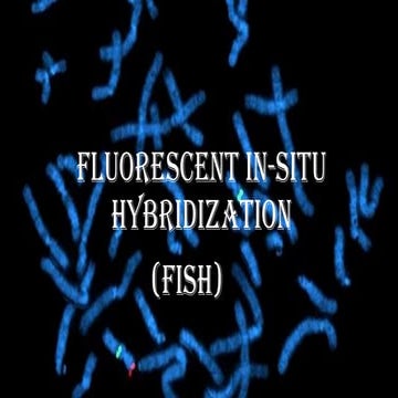 Fluorescent In-Situ Hybridization PDF.pdf