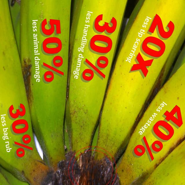 Banana Protection Bag | PDF