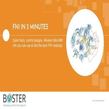 Learn FN1 in 3 minutes | Fibronectin, FN, CIG | PPTX