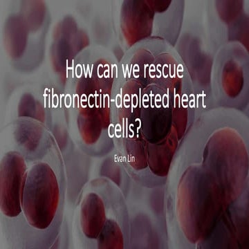 Integrin Alpha V Activation Promotes Fibronectin Assembly in vitro | PPT