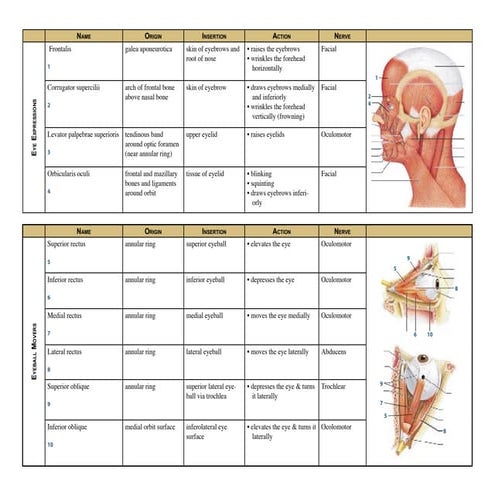 Muscle chart | PDF