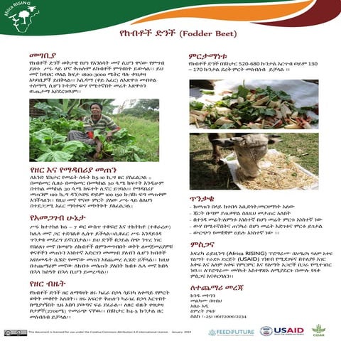 የከብቶች ድንች (Fodder Beet) | PDF