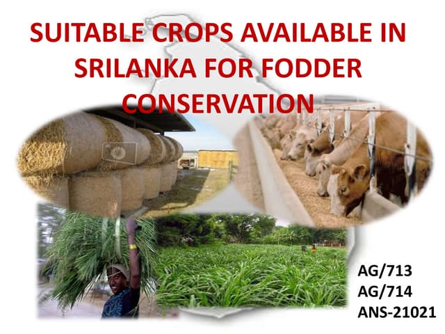 Fodder crops | PPTX | Agriculture | Industries