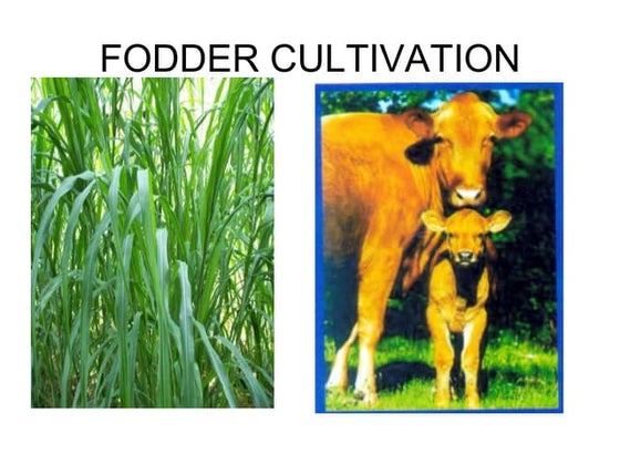 SLAUGHTER HOUSE RULES.pptx