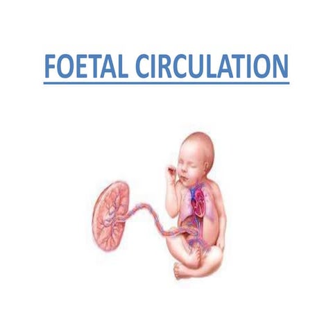Fetal Circulation Animation
