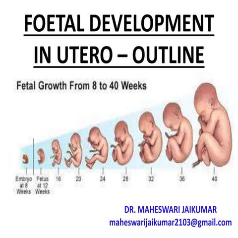 FOETAL DEVELOPMENT - OUTLINE | PPTX