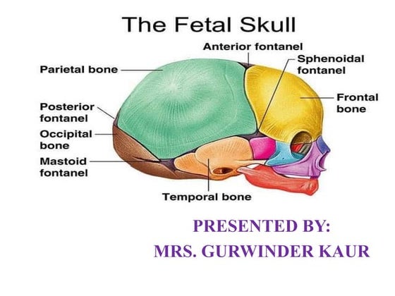 Fetal skull | PPT