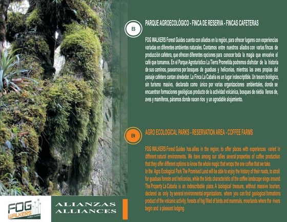 FOG WALKERS Forest Guides 2 | PDF