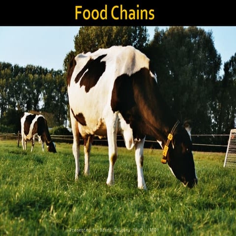 Food Chain | PPT