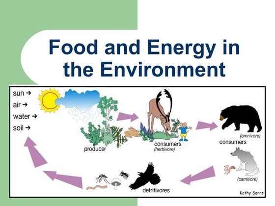 The Food Web PowerPoint | PPT