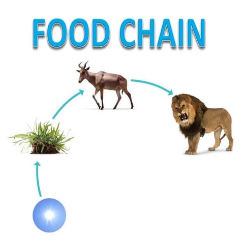 Food chain | PPTX