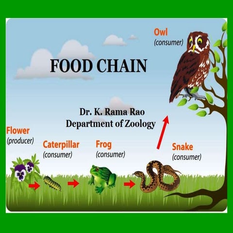 Food chain | PPTX