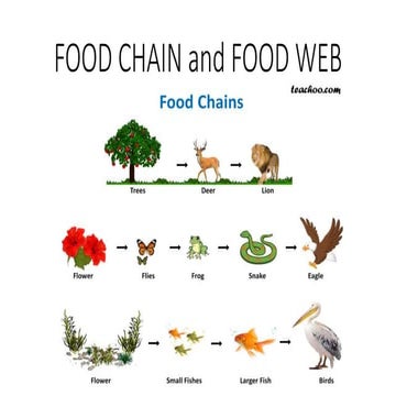 The Food Web PowerPoint | PPTX