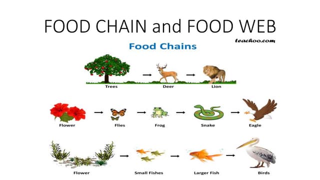 Food Chains and Food Webs Handout.pdf for grade 6 and 7 | PDF