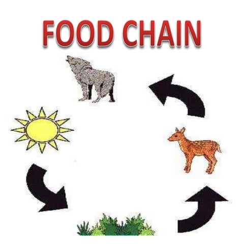 FOOD CHAIN powerpoint presentation (Science) | PPTX