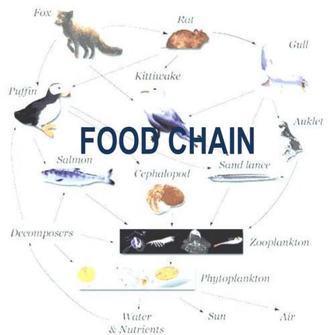 Food chain group 3-9 f | PPTX