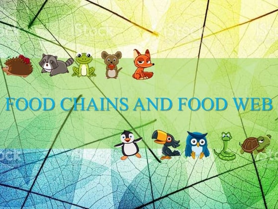 The Food Web PowerPoint | PPTX