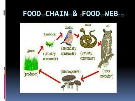 FOOD CHAIN & FOOD WEB | PPTX | Science