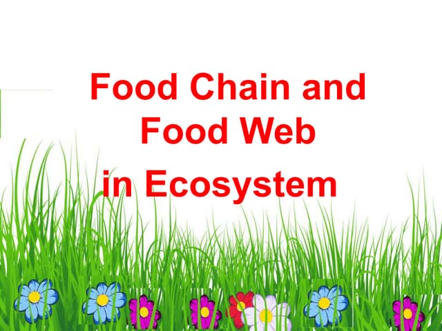 The Food Web PowerPoint | PPTX