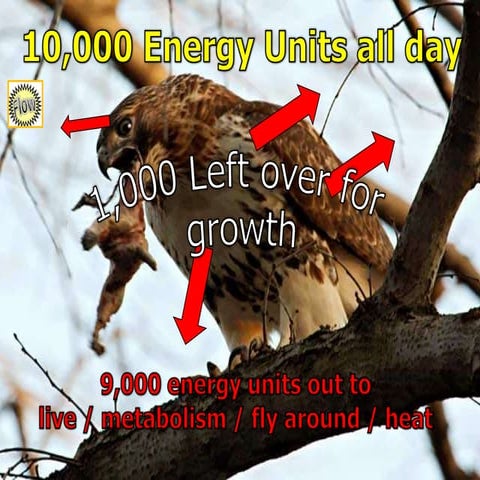 Food Chain Lesson PowerPoint, Energy Flow through Ecosystems | PPTX