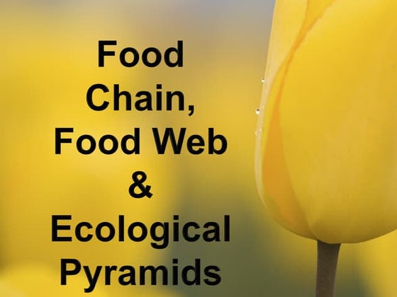 Food web presentation | PPT