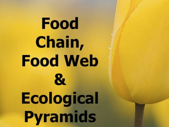 Food Chains and Food WEB | PPTX