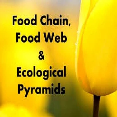 FOOD CHAIN, FOOD WEB AND ECOLOGICAL PYRAMIDS.pptx