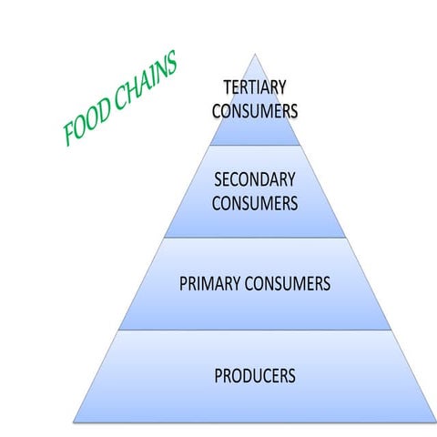 Food chain rash 1 | PPT