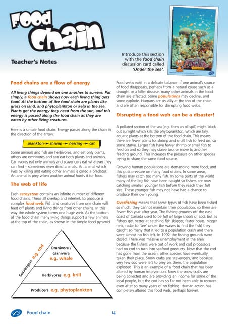 The cute Sea_Bunny-(Jorunna-parva)[111] .pptx. | PPT