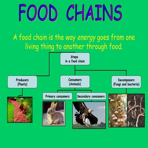 Food Chains | PPT
